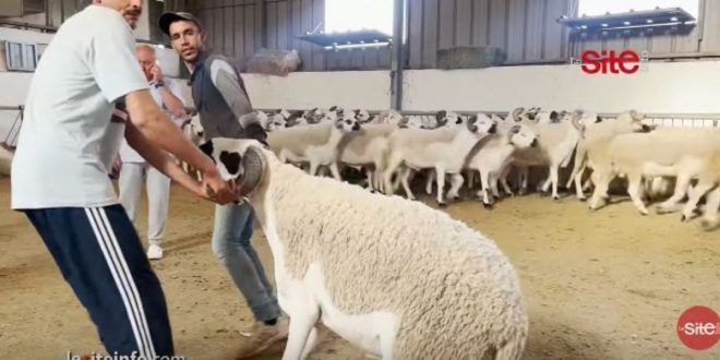 Aïd Al-Adha: un éleveur parle du mouton "sardi" (VIDEO) - LeSiteinfo.com