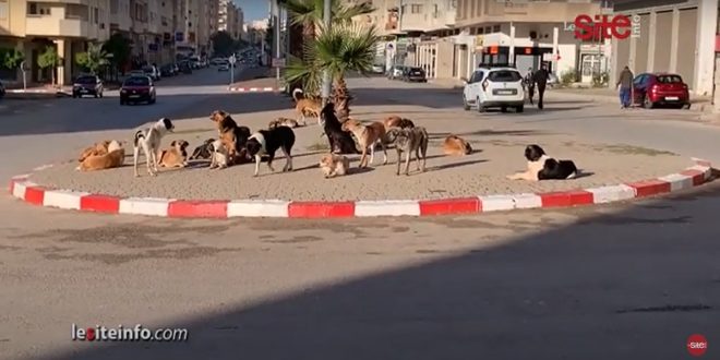 Fès : le phénomène des chiens errants inquiète la population (VIDEO ...