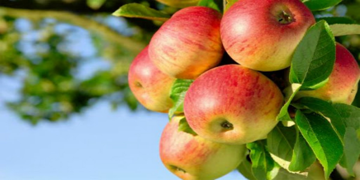 Les prix des pommes atteignent des sommets au Maroc - LeSiteinfo.com